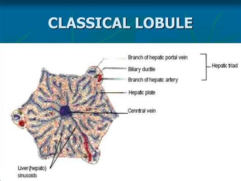 Ppt Liverand Gallbladder Powerpoint Presentation Free Download Id