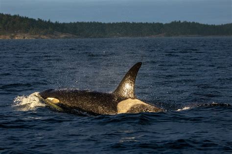 Why Do Whales Go Through Menopause The New York Times