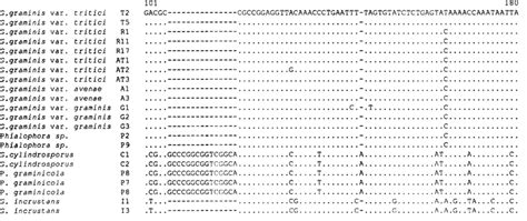 Nucleotide Sequence Alignments Of The Parts Of The Rdna Repeats Download Scientific Diagram