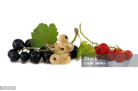 블랙커런트 레드커런트 화이트 건포도 등 화이트 커런트 0명에 대한 스톡 사진 및 기타 이미지 0명 건강한 식생활 검은색 까치밥나무 열매 Istock
