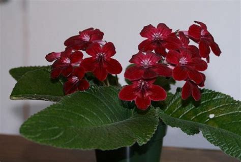 Streptocarpus Bristols Hot Rod — Florists Plantica