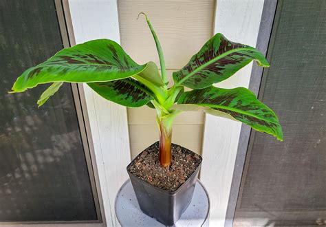 Musa Truly Tiny Ultra Dwarf Banana Tree These Only Grow To About 3