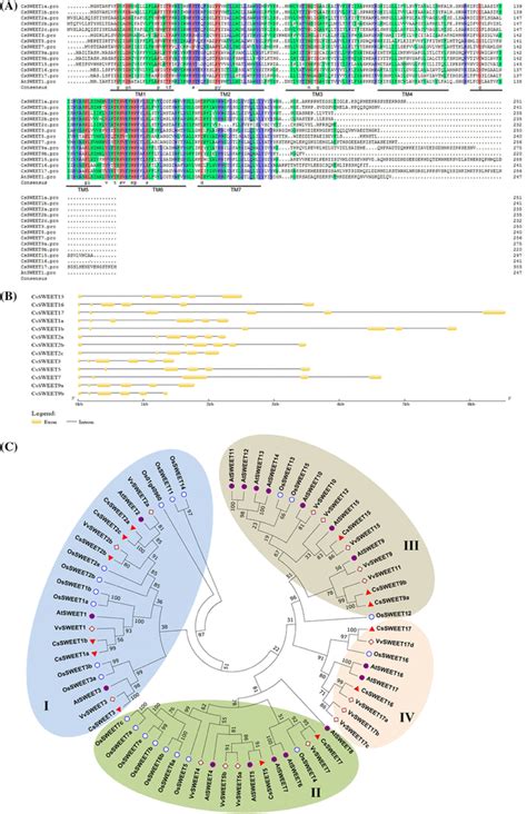 Protein Sequence Alignment Exonintron Structures And Phylogenetic