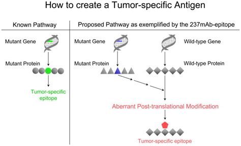 Specificity In Cancer Immunotherapy Abstract Europe Pmc