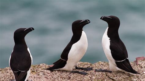 Razorbill The Wildlife Trusts