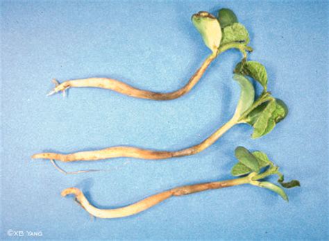 Damping Off Caused By Pythium