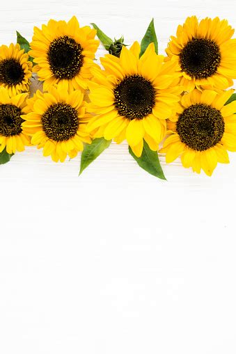 흰색 배경에 노란색 해바라기와 아름다운 꽃 무늬 플랫 레이 상단 보기 꽃의 프레임 꽃 질감 0명에 대한 스톡 사진 및 기타 이미지 Istock