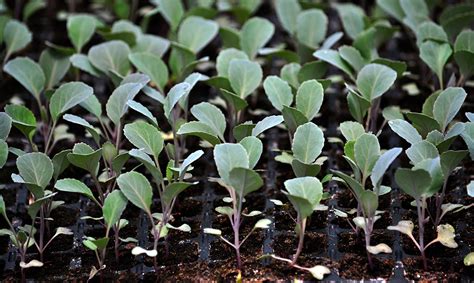 Cabbage Seedlings Can These Struggling Cabbage Seedlings Be Saved🌱