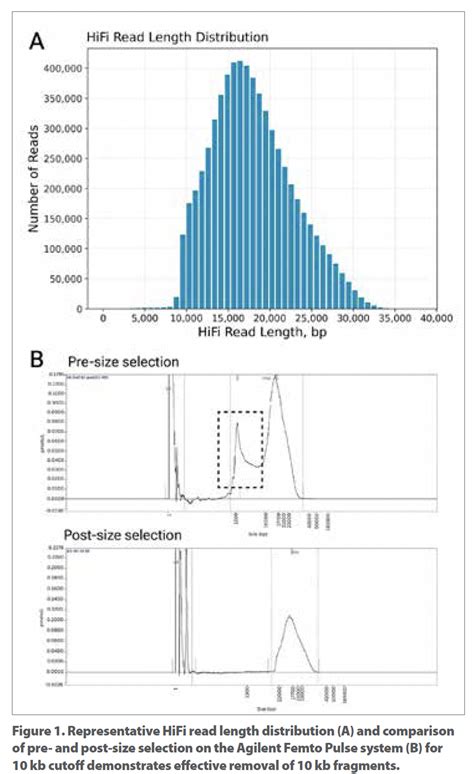 Next Generation Size Selection For Optimized Long Read Sequencing Workflow