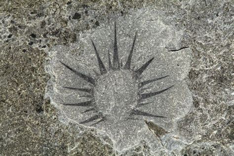 Detail Of An Ancient Fossil Animal Called A Lobopod Perhaps Related To Arthropods From The Detail Of An Ancient Fossil Animal Called A Lobopod Perhaps Related To Arthropods From The