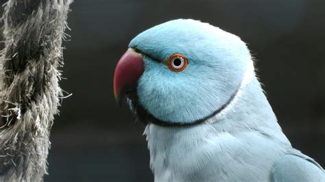 White Indian Ringneck Parrot Price At David Dicken Blog