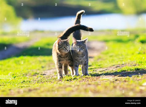 Two Cute Striped Kitten Walking On Green Grass Next To And Caress On A
