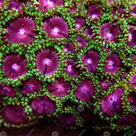 Pink Diamond Zoanthid`s Polyps Colonies Are Amazing Colorful Living
