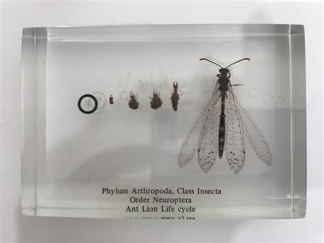 Neuroptera Life Cycle Australian Entomological Supplies