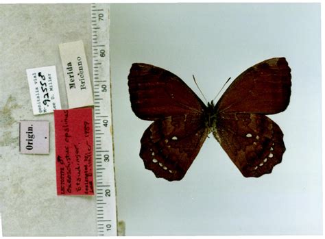 Cheimas O Opalinus Type Specimens