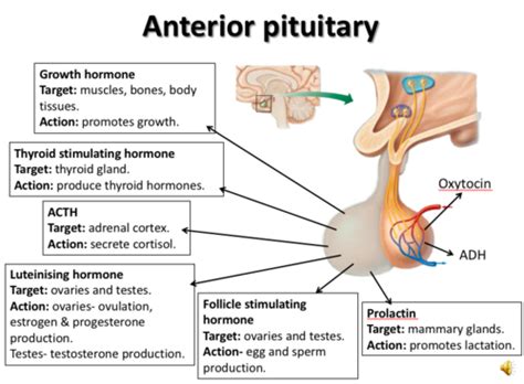 Hormones And Glands Flashcards Quizlet