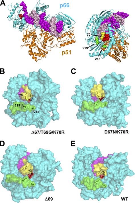 Comparison Of The Structural Models Of Mutant And Wt Hiv 1 Rts