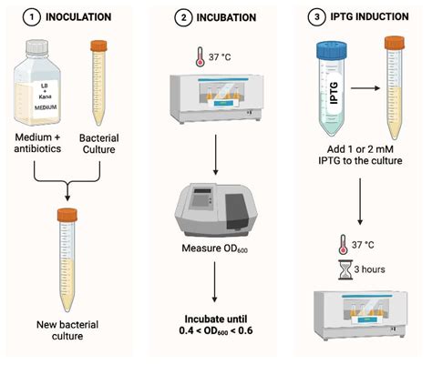 Bacterial Induction Protocol At William Trusty Blog
