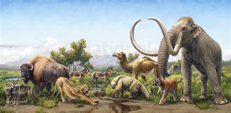 Pleistocene Megafauna Lineup Illustration Columbian Mammoth