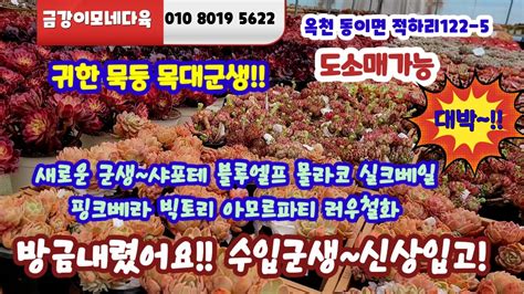 금강이모네다육에 새 수입군생 입고 실크베일 핑크베라 블루엘프 아모르파티 빅토리💕사이즈 좋은 묵둥군생들 좋은가격 Youtube