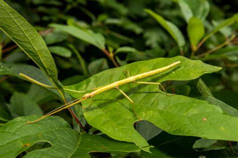 Insect Definition Characteristics Types Beneficial Pest Classification And Facts Britannica