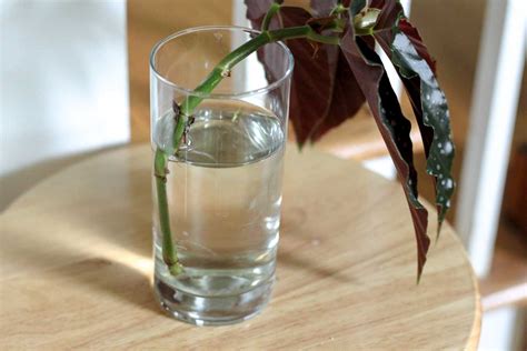 How To Propagate Begonia Maculata Ultimate Guide And Tips Geeky Greenhouse