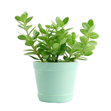 可愛的年輕植物在鍋裡 生長 生态 形象的png去背圖片素材免費下載，免摳圖設計圖案下載 Pngtree