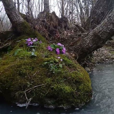 ფურისულა ხობი სოფელი საჯიჯაოს საჯარო სკოლა Youtube