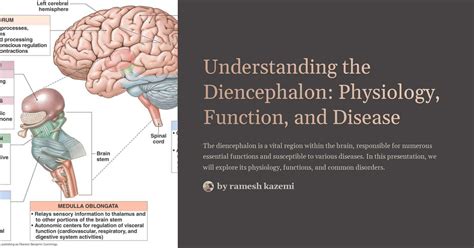 Understanding The Diencephalon Physiology Function And Disease