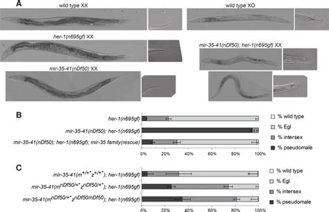 A MicroRNA Family Exerts Maternal Control On Sex Determination In C Elegans PMC