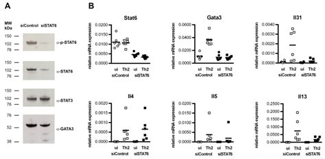 Human Th2 But Not Th9 Cells Release Il 31 In A Stat6 Nf κb Dependent