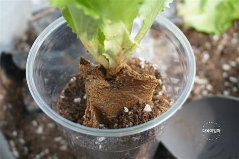 상추 키우기 물주기 씨앗 모종 심기 식물등 식물led 네이버 블로그