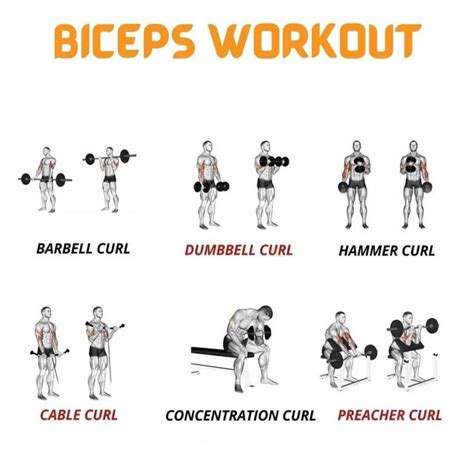 Biceps Workout At Gym Biceps Workout Dumbbell Workout Bicep And Tricep Workout