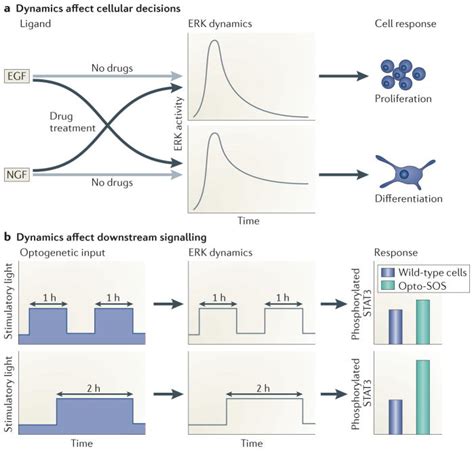 Illuminating Cell Signalling With Optogenetic Tools Pmc