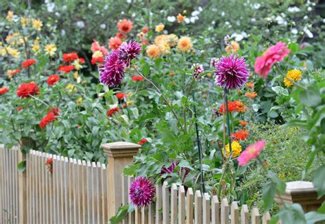 Can You Plant Dahlias Outside At Randall Graves Blog