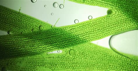 6 Mind Blowing Facts About Algae You Probably Didnt Know New Earth