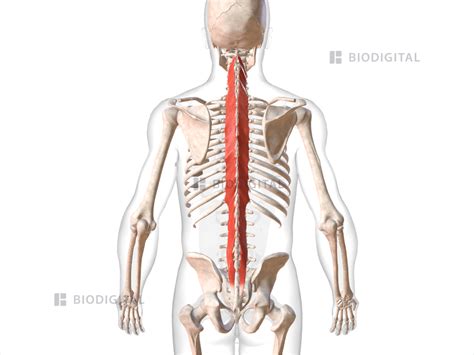 Multifidus Biodigital Anatomy