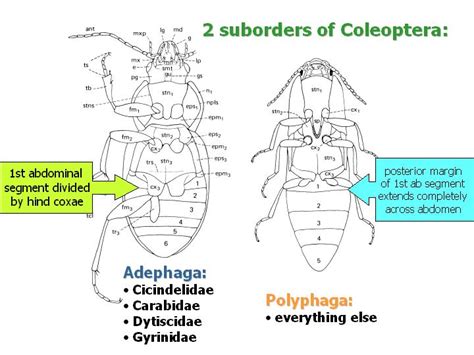 Coleoptera Beetles