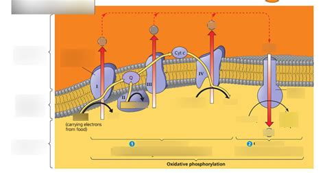 Oxidative Phosphorylation Electron Transport And Chemiosmosis Diagram
