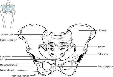 The Pelvic Girdle And Pelvis · Anatomy And Physiology