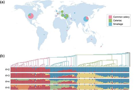 population genomic analysis uncovers complex breeding history of celery