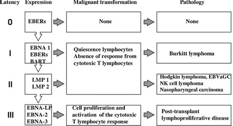 Latency In Ebv Differential Genetic Expression Of Ebv In The Different Download Scientific
