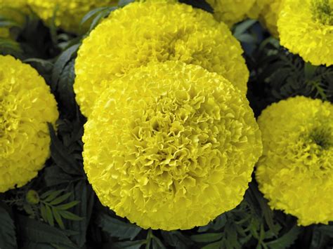 Купить семена Бархатцы Tagetes Discovery Yellow в Москве: доставка ...