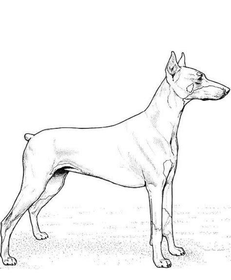 Доберман раскраска 38 фото картинки Sobakovod Club