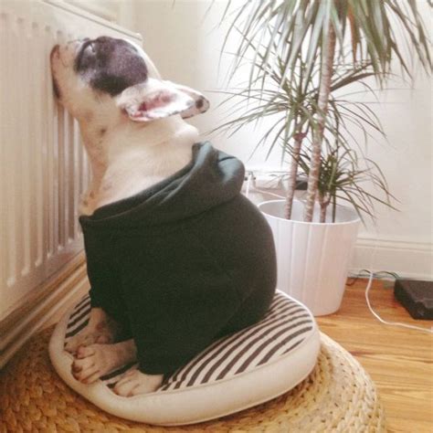 Позитив и юмор в смешных фотографиях Xx