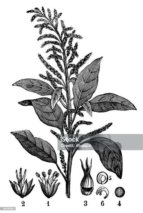 Antique Illustration Of Amaranthus Polygamus Stock Illustration