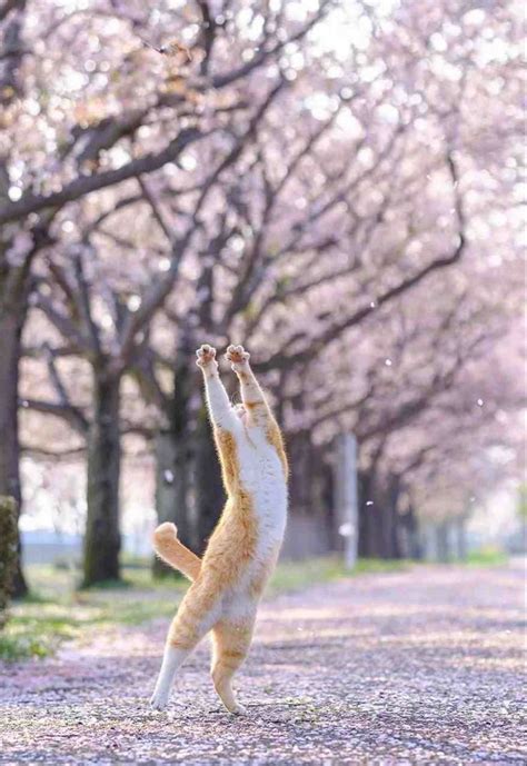 꽃과 고양이 유머이슈 Yuldo