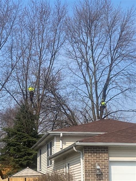 Tree Service Kramer Tree Specialists