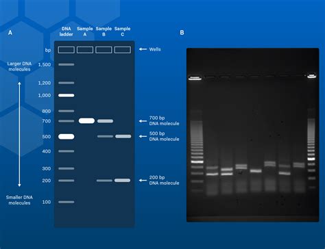 1 2 Agarose Gel Recipe Bryont Blog