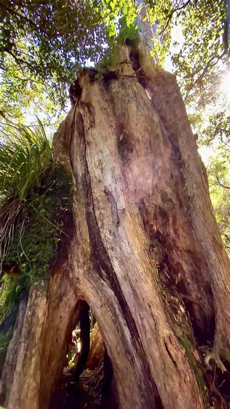 Large Tall Native Tree Trunk With Branches Stock Footage Video Of Forest Outdoors 332063034